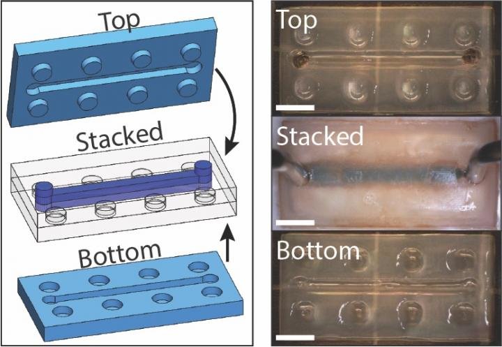 Soft robots made of dynamic hydrogel – Tug Of Web