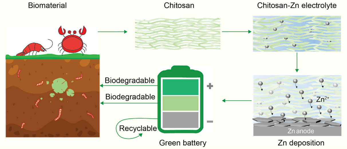 A sustainable battery with a biodegradable electrolyte made from crab ...